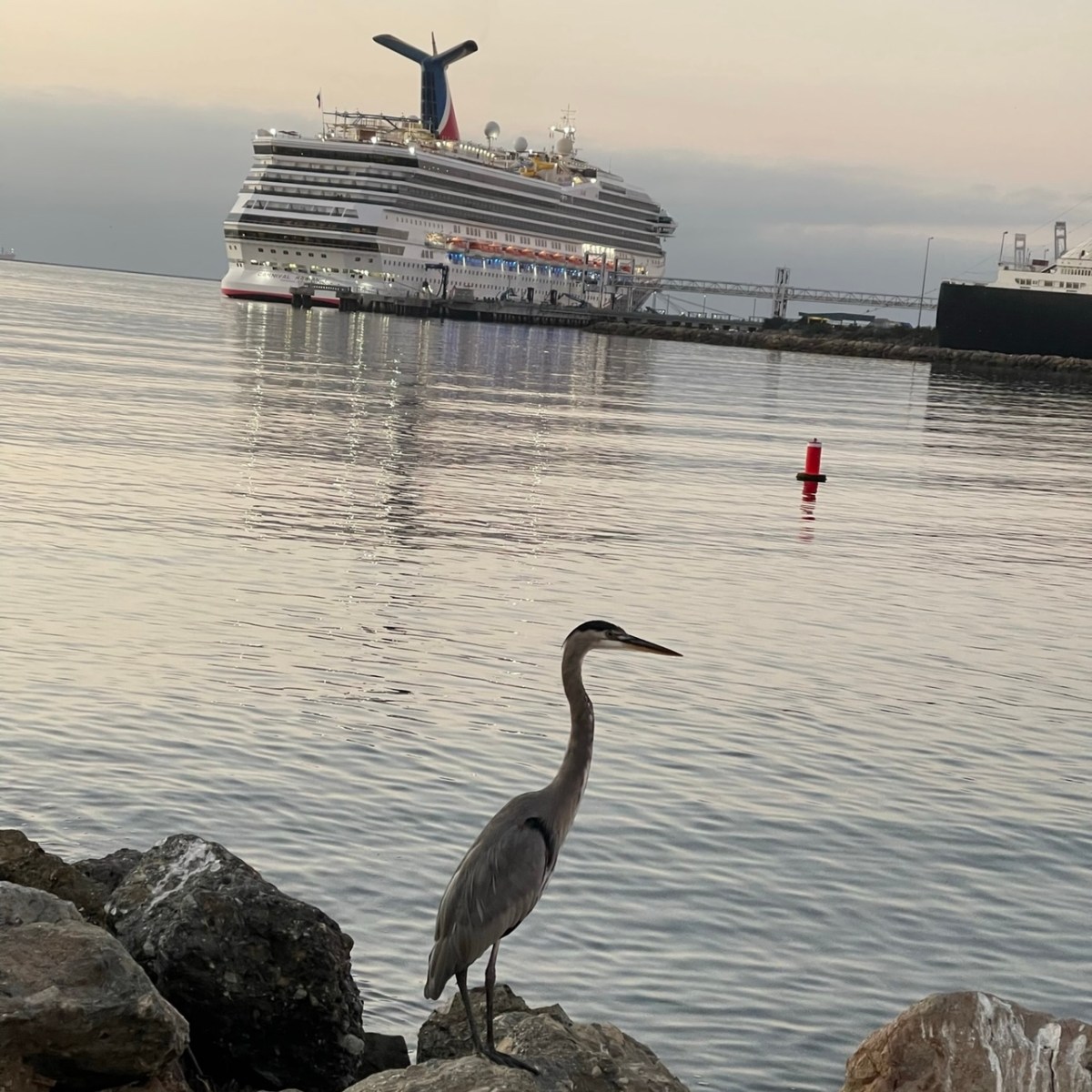 Video Poem: Gluttony on the Cruise Ship by Mark Tulin – Video Poetry by ...